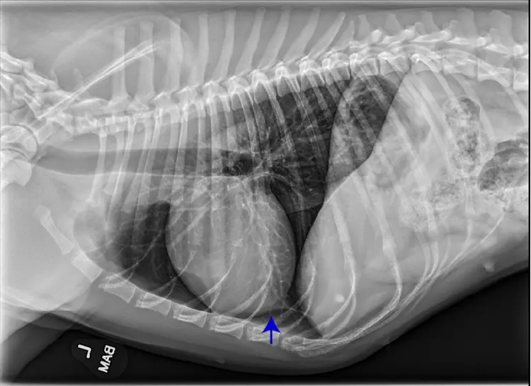 Heart Evaluation on Thoracic Radiographs in Dogs: Guide