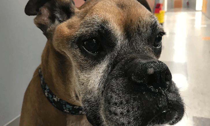 Quiz: Brain Tumors in Dogs & Cats