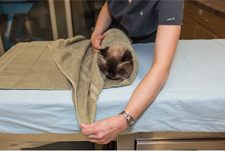 Techniques for Towel Restraint of Cats | Clinician's Brief