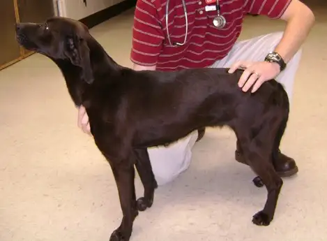 Body Condition Scoring for Dogs: Techniques & Scales