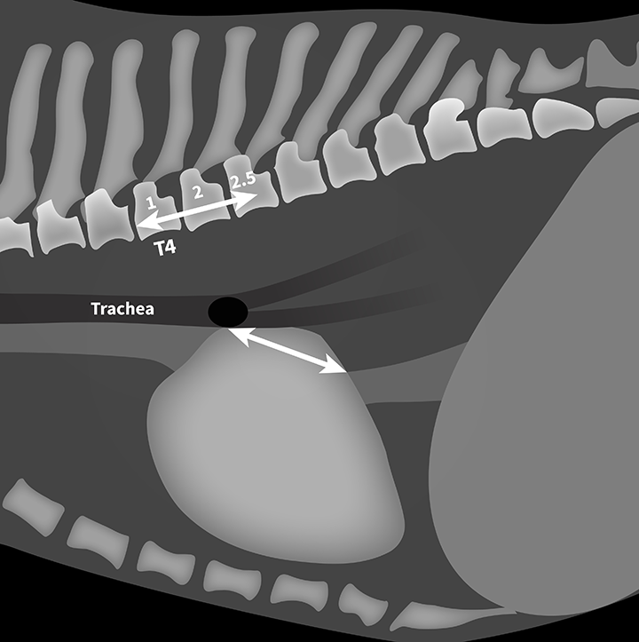 Measuring Vertebral Left Atrial Size in Dogs | Clinician's Brief