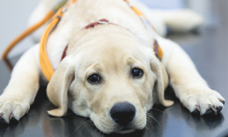 Pain Management in a Dog Undergoing Orthopedic Surgery