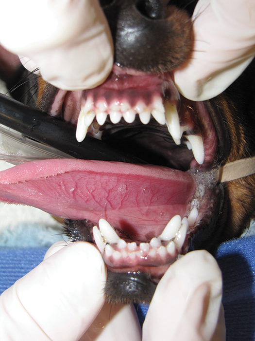 Dental Abnormalities in Puppies & Kittens | Clinician's Brief