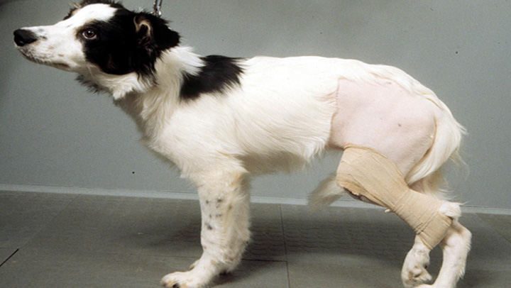 Early Postoperative Rehabilitation: Step-by-Step for Vets