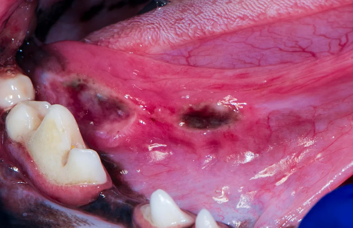 Veterinary Oncology: Improve Diagnosis & Treatment