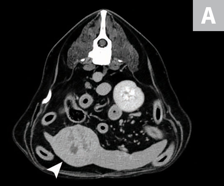Canine Hemangiosarcoma | Clinician's Brief