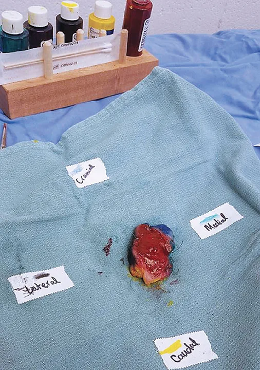 Post-Excision Shrinkage of Feline Skin Tissue Specimens