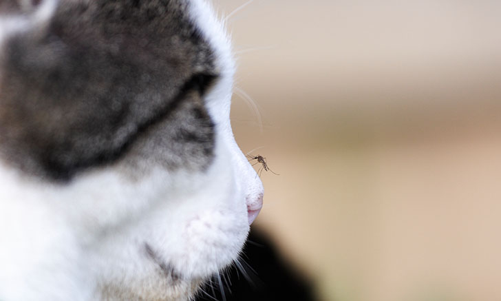 Positive Feline Heartworm Test: What Happens Next?