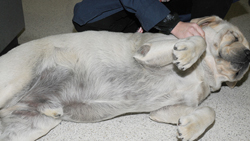 Overview of Canine Hypothyroidism | Clinician's Brief