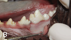 Extraction of the Mandibular First Molar in a Dog | Clinician's Brief