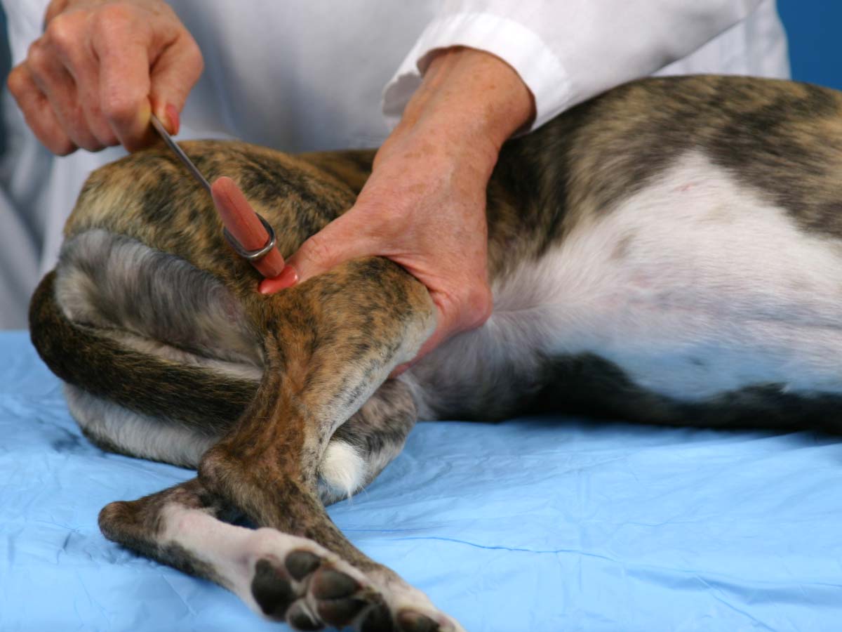 Step-by-Step: The Neurologic Examination | Clinician's Brief