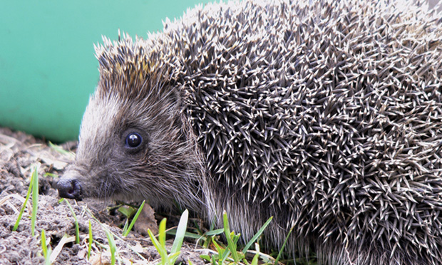 Cardiomyopathy in Hedgehogs