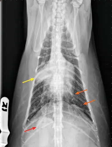 Common Respiratory Diseases in Cats | Clinician's Brief