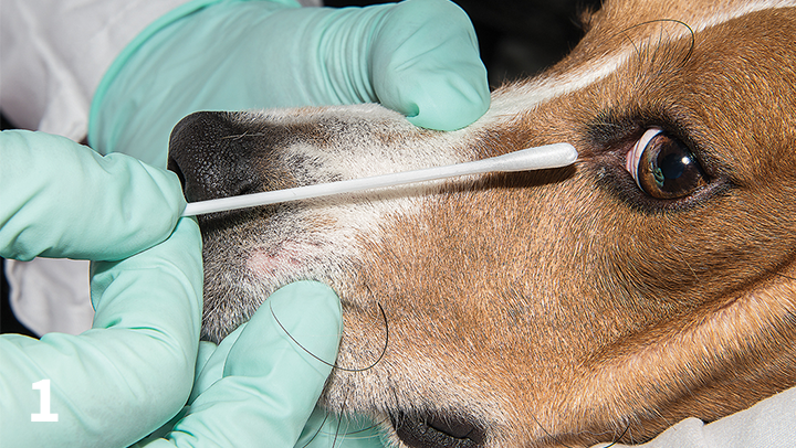 Nasal Swab Collection Procedure