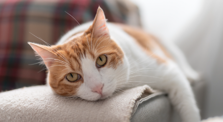 Pet Owner Handout: What a Hypertrophic Cardiomyopathy Diagnosis Means ...