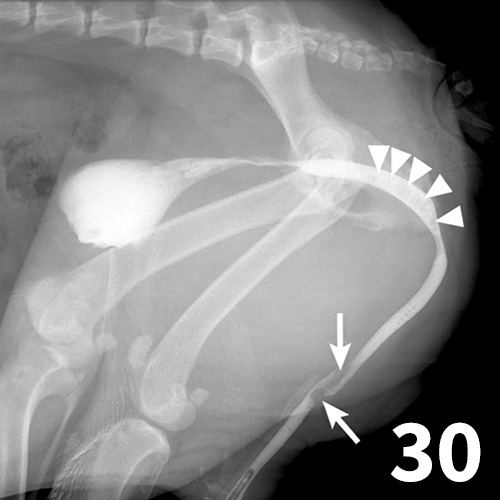 Imaging the Urinary Tract | Clinician's Brief