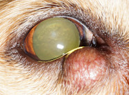 Image Gallery Canine Eyelid Diseases Clinician s Brief