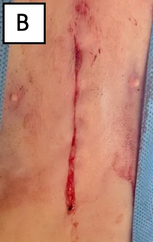 Cystotomy in Dogs & Cats: Step-by-Step Guide for Vets