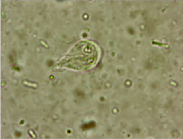 Common Protozoan Parasites in Dogs & Cats: Image Gallery