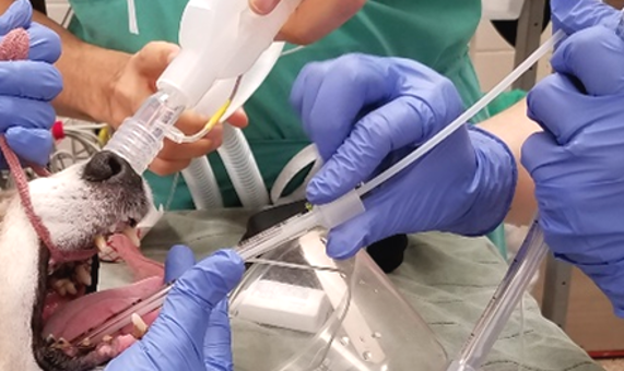 Innovative Intubations: Dealing with Difficult Airways | Clinician's Brief