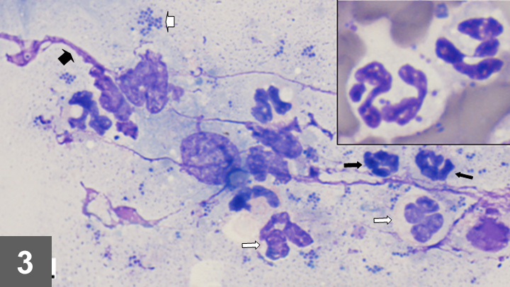 Tail Mass in a Dog | Clinician's Brief