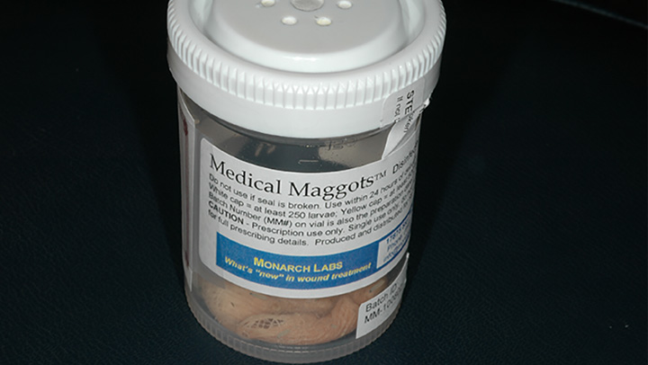 Medicinal Maggots