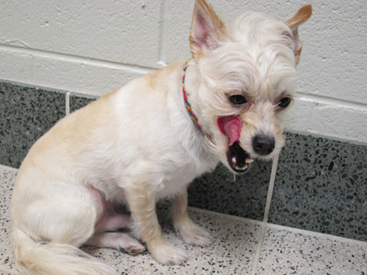 Signs of Stress-Induced Behavior in Dogs & Cats | Clinician's Brief