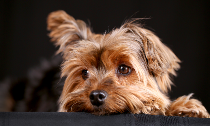 Congenital Portosystemic Shunt in a Dog | Clinician's Brief