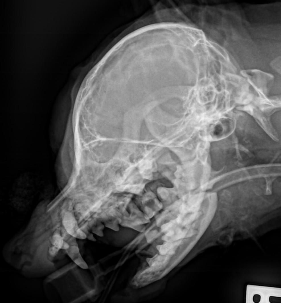 Clinical Image: Skull Radiograph