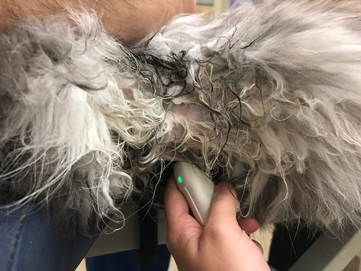 Echocardiography in General Practice: 4 Views to Master | Clinician's Brief