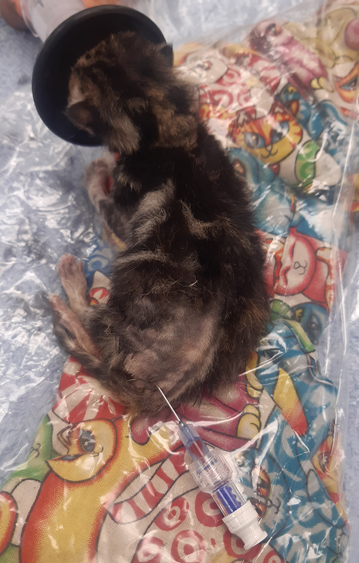 Alternative Methods for IV Access | Clinician's Brief