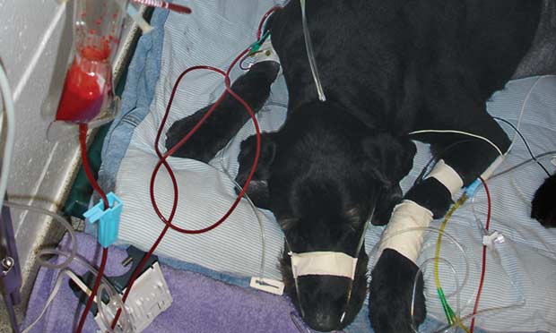 Blood Transfusion Basics: Step-by-Step Guide for Vets