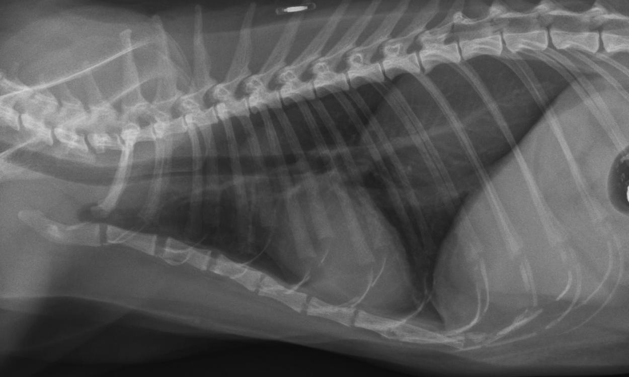 To Cut or Not to Cut: Toe Lesion in a Cat