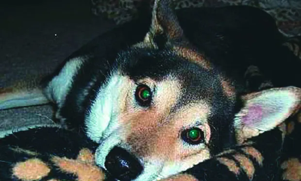 Diarrhea & Vomiting in a Shiba Inu