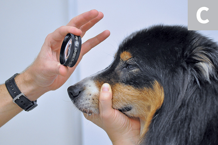 Fundic Examination | Clinician's Brief