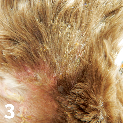 Top 5 Topical Dermatologic Therapies | Clinician's Brief