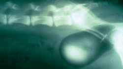 Differentiating Canine Urinary Tract Infections | Clinician's Brief
