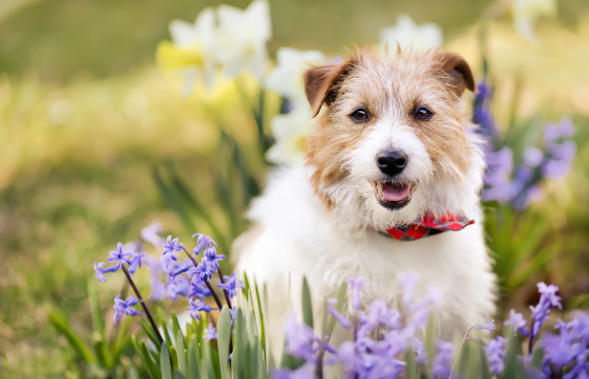 Veterinary Dermatology: Diagnose & Treat Skin Conditions