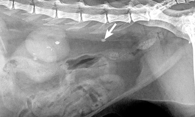 Imaging the Urinary Tract