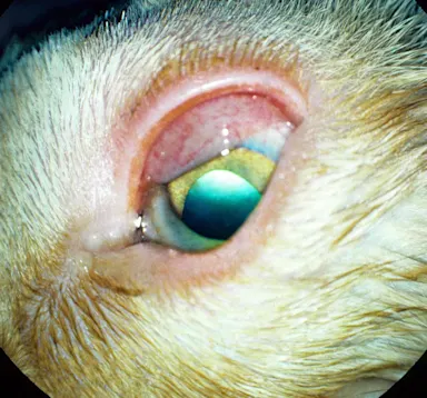 Conjunctival Samples in Dogs & Cats: Step-by-Step Guides