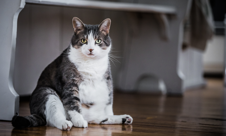 Diagnostic Use of Spec fPL for Pancreatitis in Cats