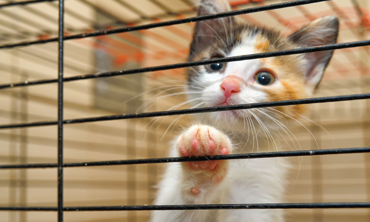 Top 5 Tips for Safe & Comfortable Animal Transportation