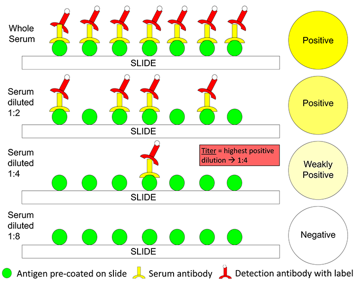 Immunodiagnostic & Immunologic Techniques | Clinician's Brief