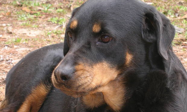 Type III Hypersensitivity Reactions in Critically Ill Dogs