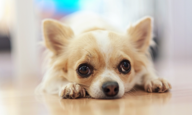 Using Vertebral Heart Score to Detect Cardiac Enlargement in Dogs