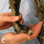 Orthopedic Examination of the Forelimb in the Dog | Clinician's Brief