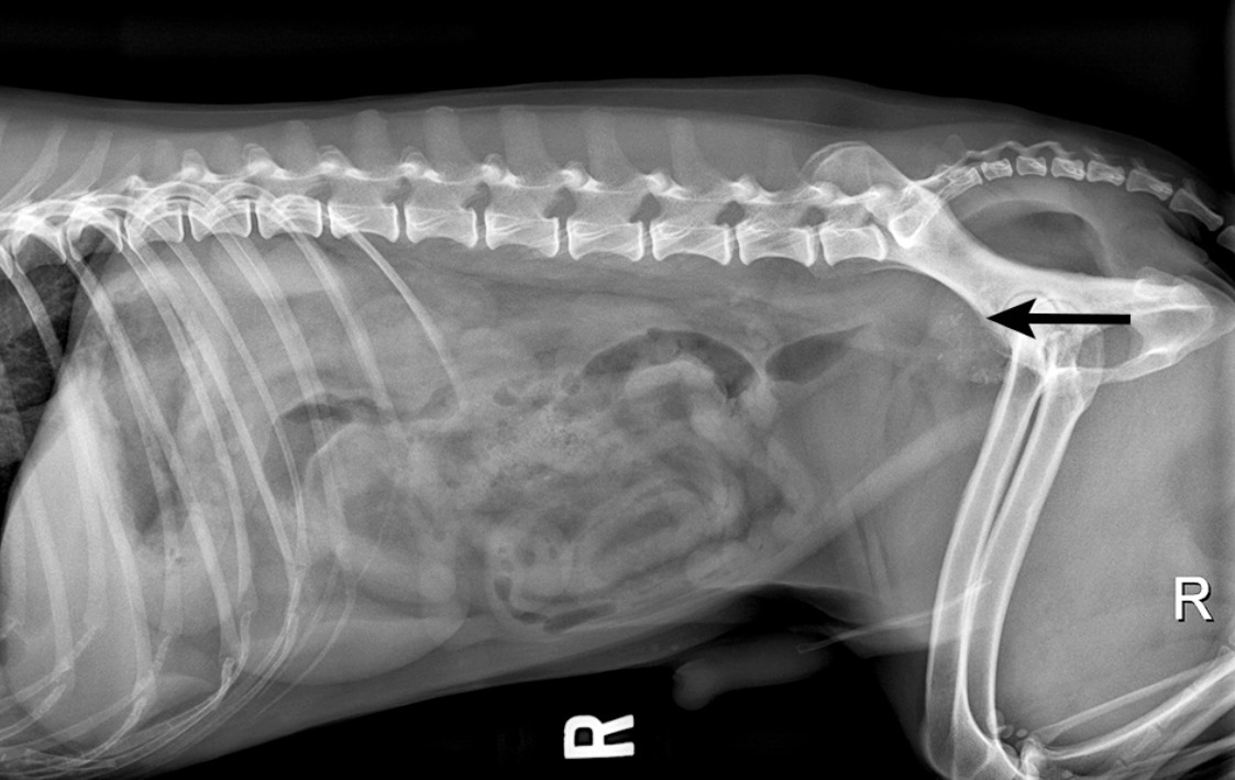 Clinical Image: What Is the Most Likely Diagnosis?