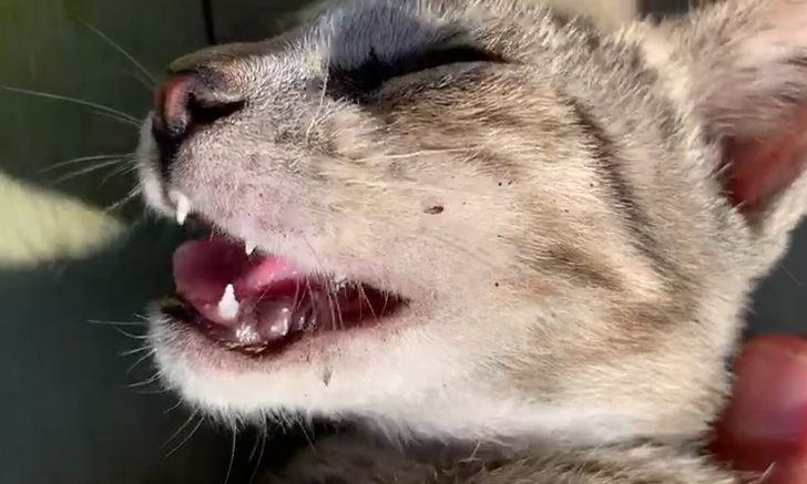 Recommendations for Feline Ectoparasiticides