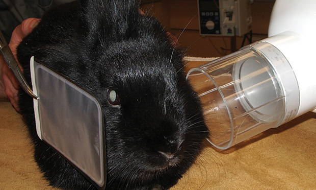 Malocclusion in the Rabbit