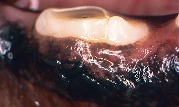 Tooth Resorption in Dogs